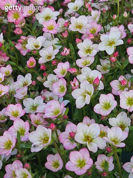 Pink Flowering Saxifraga Arendisii (Pixie Rose) Alpine / Rockery Plant ...