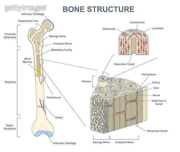 bone cross-section with isolated outline anatomical structure ...
