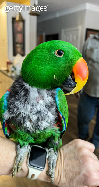 Beautiful older green parrot sitting on a woman’s wrist 이미지 (1873883436 ...