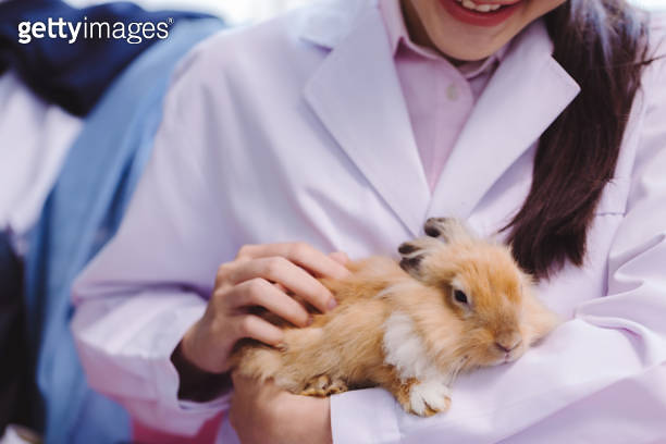 Scientist or pharmacist holding cute fluffy Bunny in laboratory ...