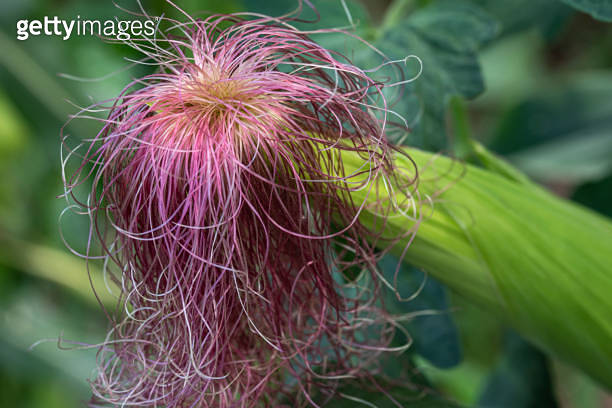 Flower of the corn cob plant, corn seeded (1905163570) - 게티이미지뱅크