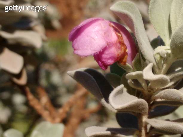 Leocophilus, also known as Paper Flower or Fortune Flower, is a plant ...