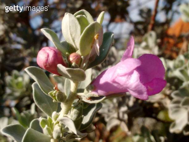Leocophilus, also known as Paper Flower or Fortune Flower, is a plant ...