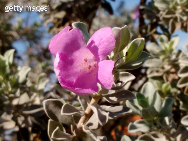 Leocophilus, also known as Paper Flower or Fortune Flower, is a plant ...