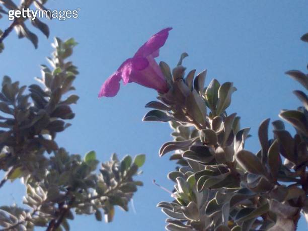 Leocophilus, also known as Paper Flower or Fortune Flower, is a plant ...