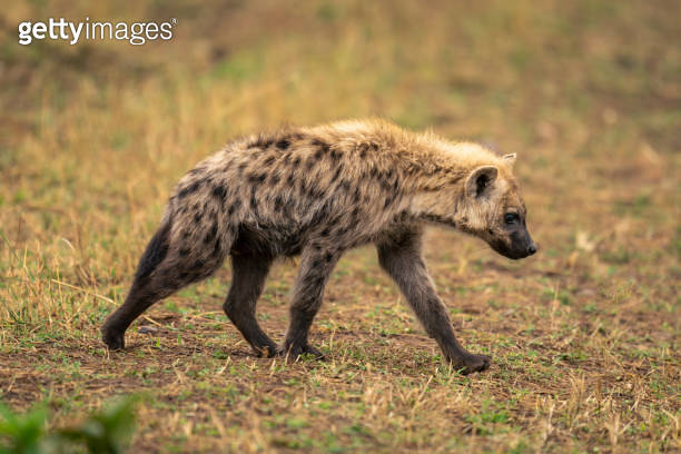 Spotted hyena lifts paw walking across grass 이미지 (2104092044) - 게티이미지뱅크