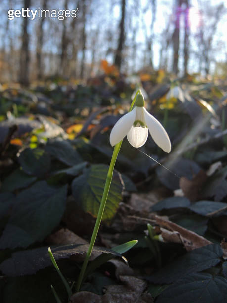 Snowdrops in the forest - symbol of spring and hope 이미지 (2022702474 ...