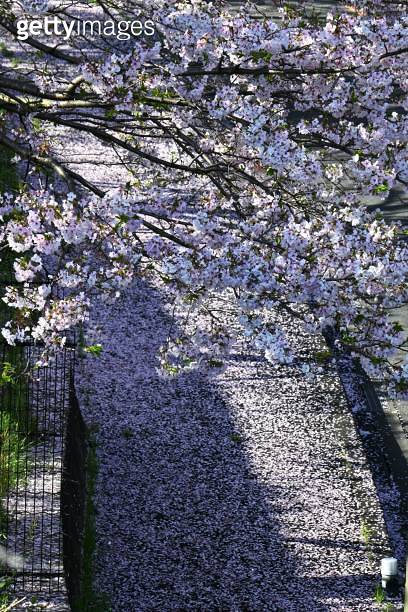 Spring scenery in Japan. Background material for traveling in Japan ...