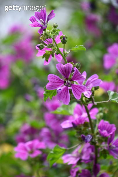 Common mallow (Malva mauritiana) flowers. Malvaceae perennial plants ...