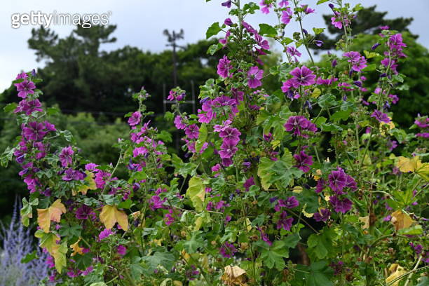 Common mallow (Malva mauritiana) flowers. Malvaceae perennial plants ...