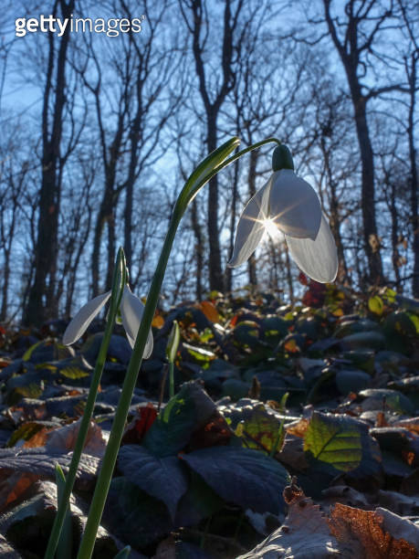 Snowdrops in the forest with sun rays backlight, symbol of spring and ...