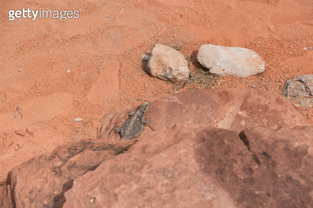 Valley of Fire Desert iguana in Moapa Valley Nevada 이미지 (2159946755 ...