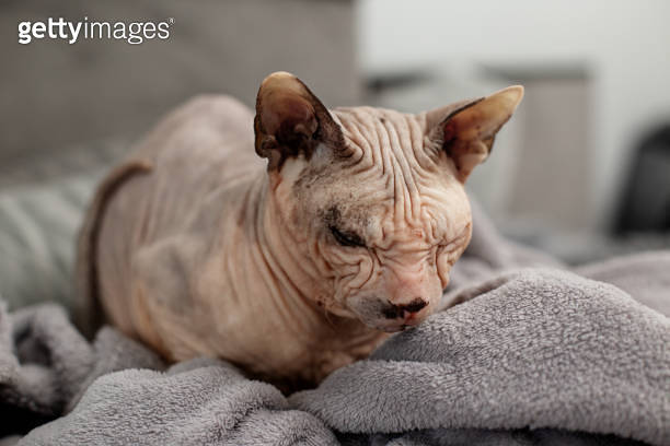 Pet concept. Sphynx cat is napping in blanket 이미지 (1920220649) - 게티이미지뱅크
