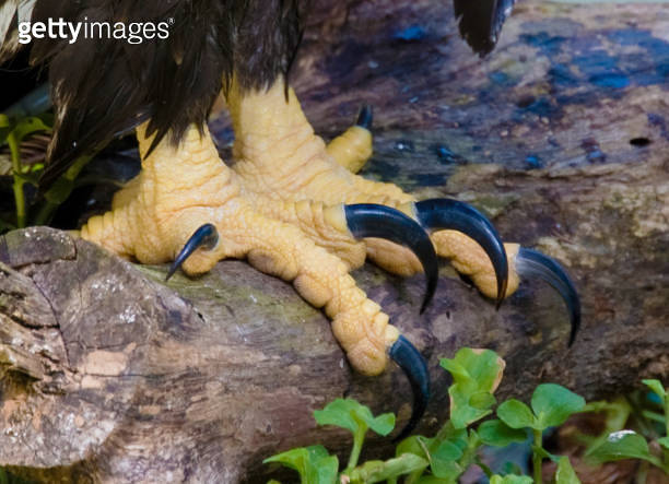 close view of eagle talons, claws on log 이미지 (1921082870) - 게티이미지뱅크