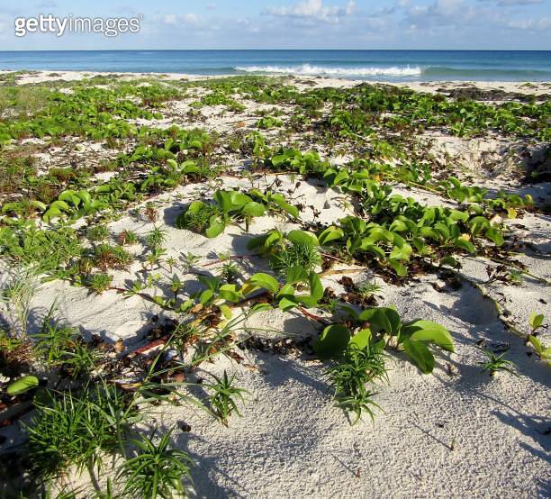 Beach Morning Glory or Ipomoea pes-caprae vines, Cyperus pedunculatus ...
