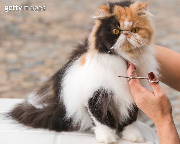 Tabby Persian cat sitting. Woman's hands with scissors for trimming ...