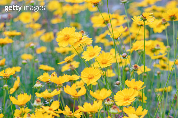 Field of yellow flower lance leaved, Coreopsis lanceolata, Lanceleaf ...