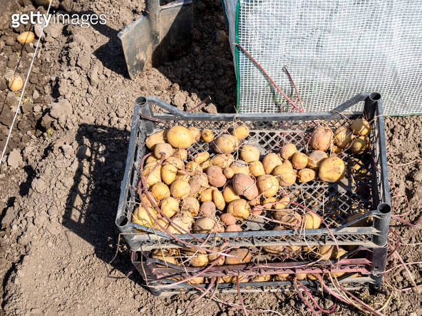 sprouted potato in box in garden before planting 이미지 (2156756883) - 게티이미지뱅크