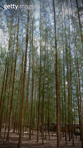 A grove of pine trees planted in a straight line 이미지 (1946574567) - 게티이미지뱅크