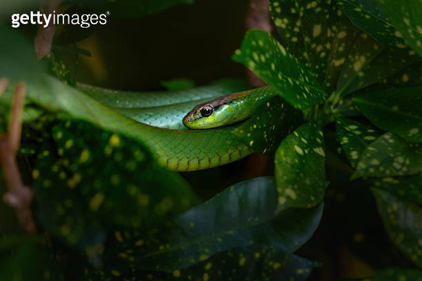 South American Green Racer Snake (Philodryas olfersii) 이미지 (1935614847 ...