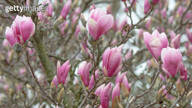 Beautiful Spring Tulip-Magnolia tree- Howard County, Indiana 이미지 ...