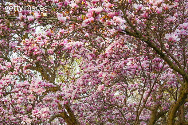 Magnolia Tulip Tree in full bloom- Howard County, Indiana 이미지 ...