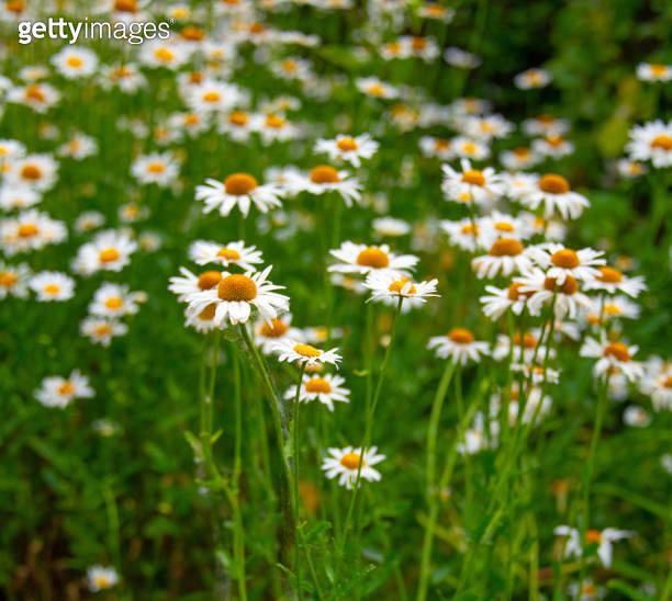 Field of wild Daisies in full bloom- Howard County, Indiana 이미지 ...