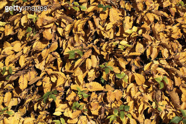 Autumn yellow leaves on tree. Leaves texture. Fall season nature ...