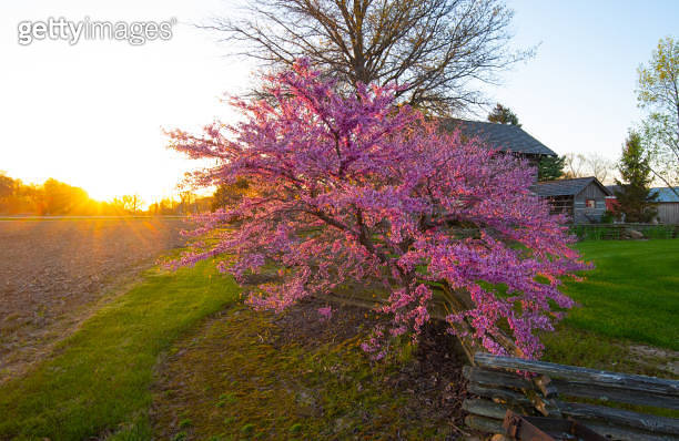 Redbud tree backlit by the sunrise-with log cabin-Howard County ...