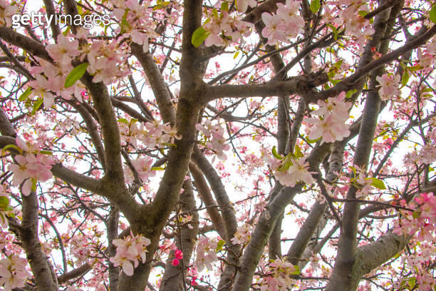 Cherry Blossoms in full bloom-Howard County, Indiana 이미지 (2158147133 ...