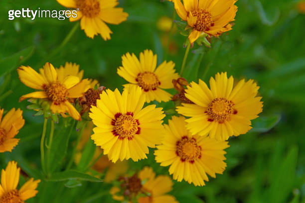 Yellow Native Wildflowers- Howard County, Indiana 이미지 (2044333285) - 게티 ...