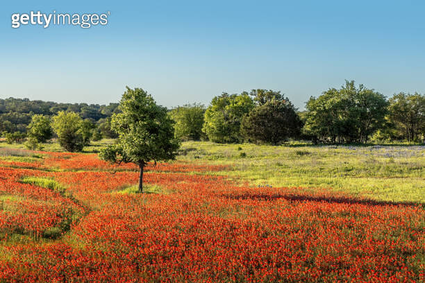 Beautiful spring landscape in Texas with a meadow full of Indian ...