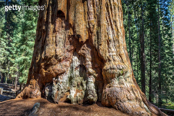 Close up of a giant Sequioa tree in the Sequioa National Park ...