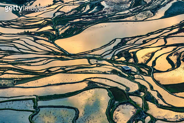 Close up view of rice terraces - China, Unesco World Heritage Site 이미지 ...