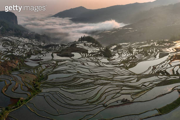Close up view of rice terraces at sunrise in Yunnan - China, Unesco ...