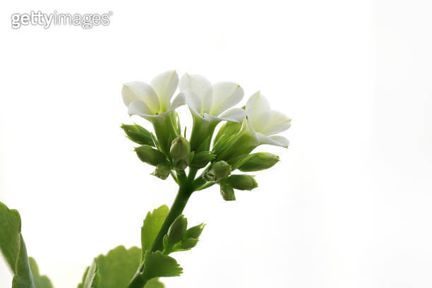 White flower showing airborne dust pollution (1994904282) - 게티이미지뱅크
