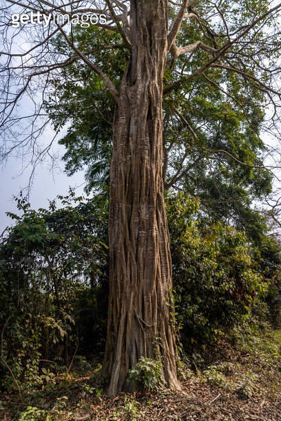 Old large tree growing in forest against sky at Kaziranga National Park ...