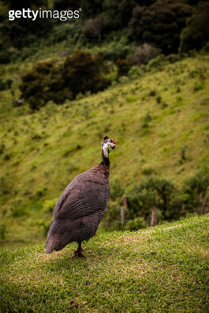 Guinea fowl or guinea fowl is a bird from the order of gallinacea ...
