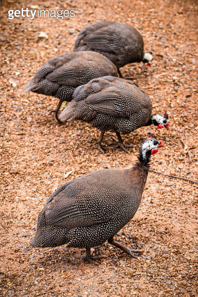 Guinea fowl or guinea fowl is a bird from the order of gallinacea ...