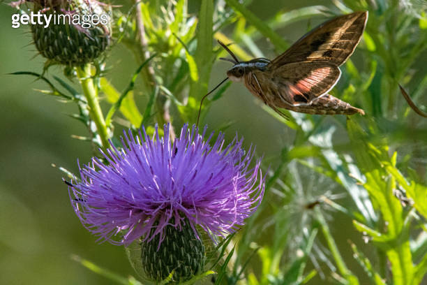 White-Lined Sphinx Moth & Long Proboscis 이미지 (2013449970) - 게티이미지뱅크