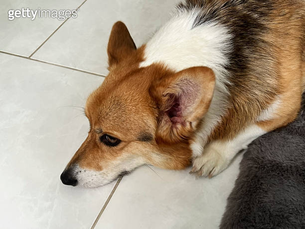 Cute adorable corgi dog lying on floor of living-room on carpet ...