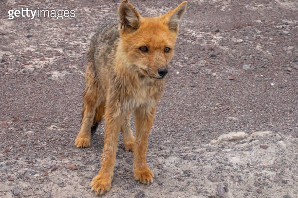 Encounter with a wet Culpeo (Lycalopex culpaeus), also known as Andean ...