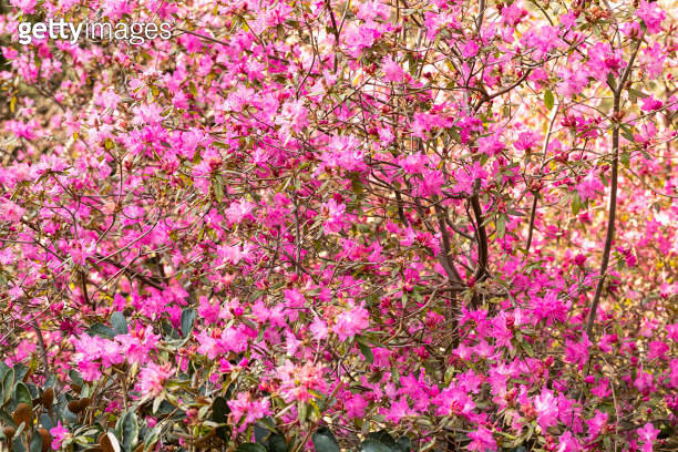 Rhododendron ostara, a pink-colored dwarf rhododendron. 이미지 (1985438947 ...