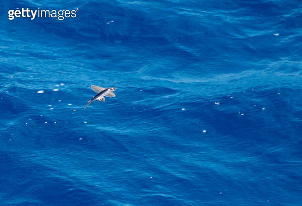 Magnificent tiny flying fish jumping from the water and flying swiftly ...