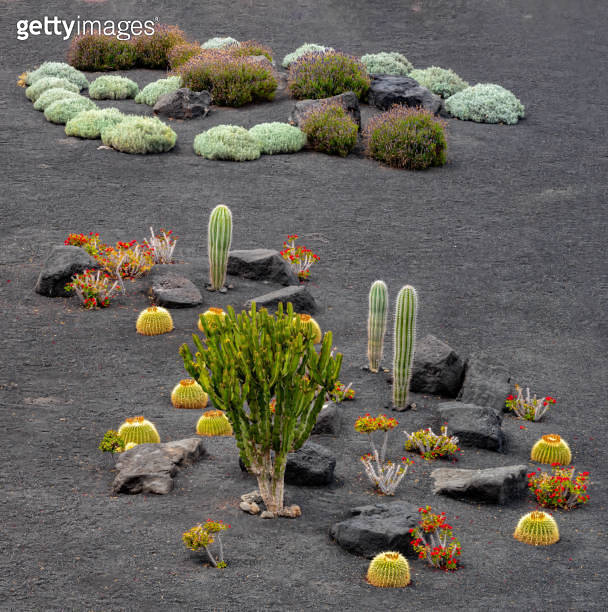 Beautiful and varied species of cacti, succulents and heather on ...