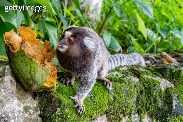 Wild common marmoset monkey or sagui (Callithrix jacchus) eating from a ...