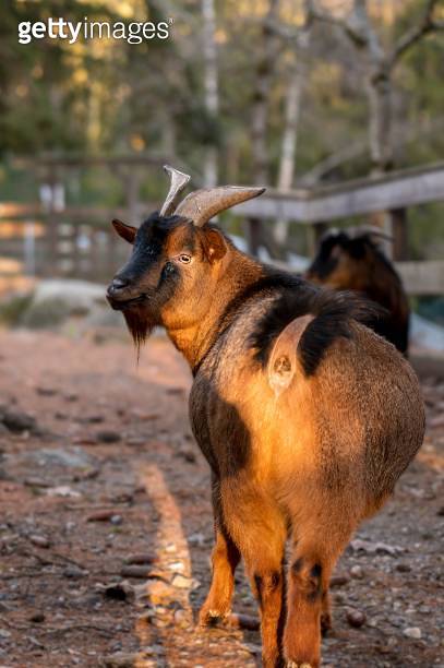Close-up of Bezoar goat. Capra hircus. 이미지 (2041276539) - 게티이미지뱅크