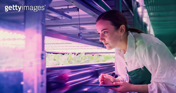 Young Female Farmer Working in a Vertical Farm with Ultraviolet LED ...
