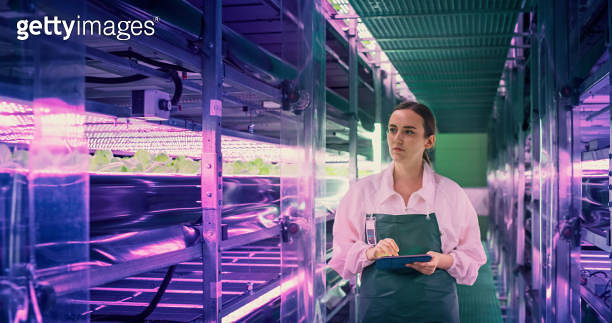 Young Female Farmer Working in a Vertical Farm with Ultraviolet LED ...