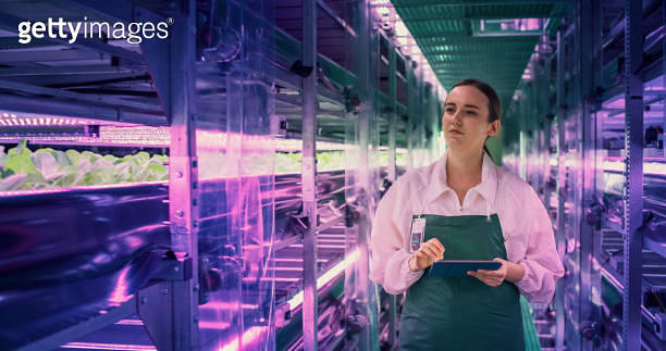 Young Female Farmer Working in a Vertical Farm with Ultraviolet LED ...